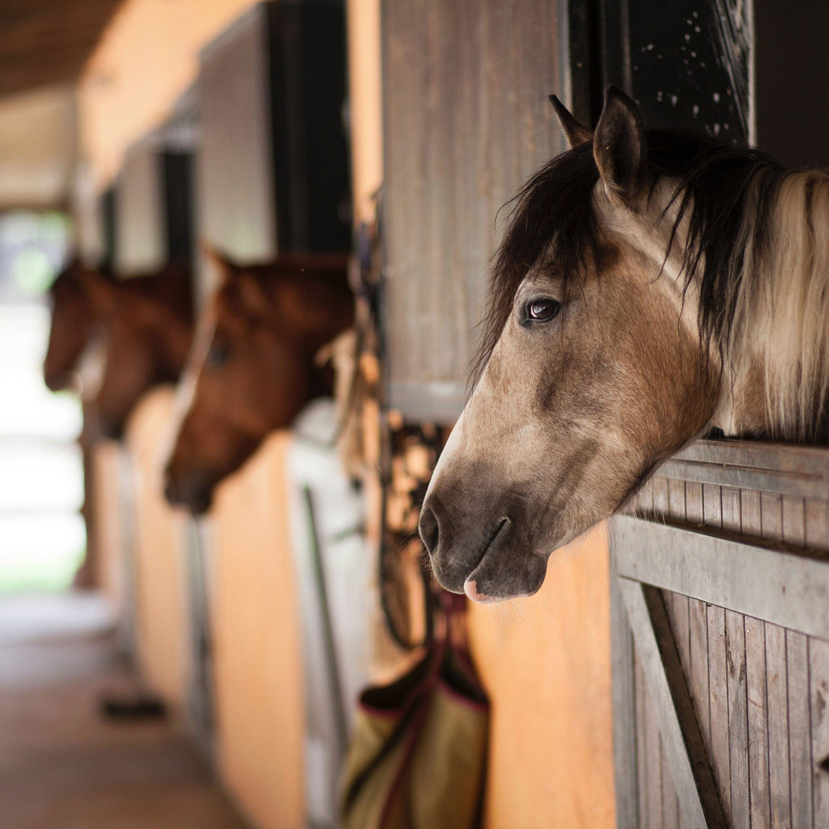 Arena and Footing – Farm and Barn Supply